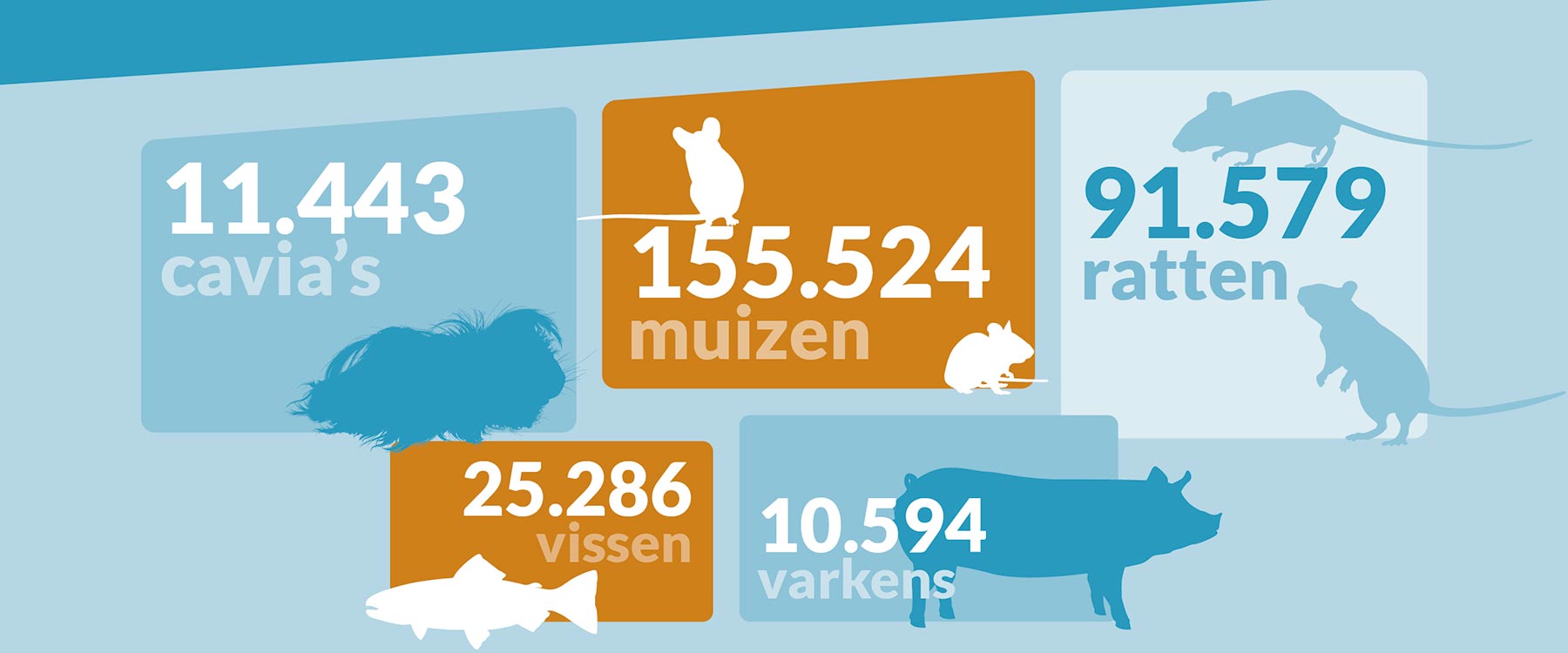 Infographics voor Stichting Proefdiervrij - Bengelmedia